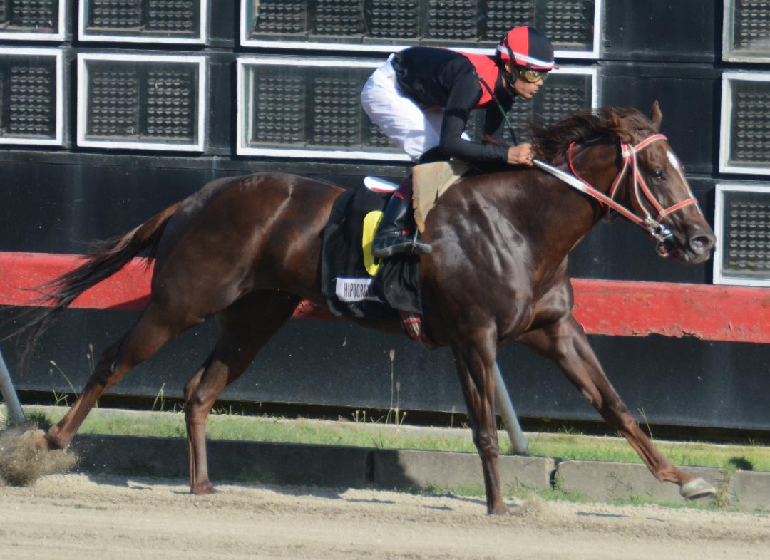 Zumbadora es favorita para ganar Clásico Día de San Valentín en el ...
