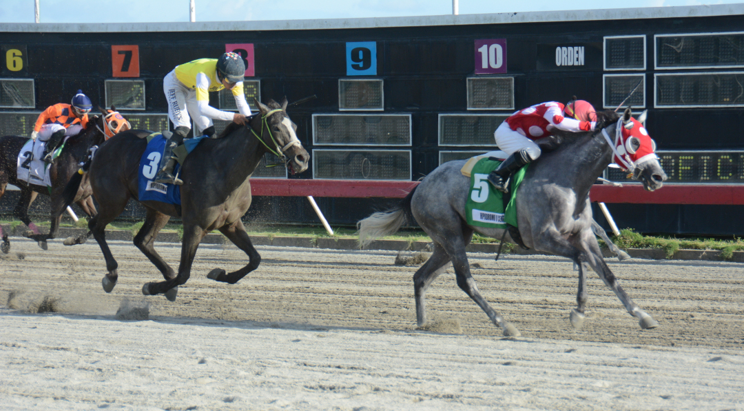 Galería de Fotos Sábado 01 de Noviembre 2025 - Hipódromo V Centenario