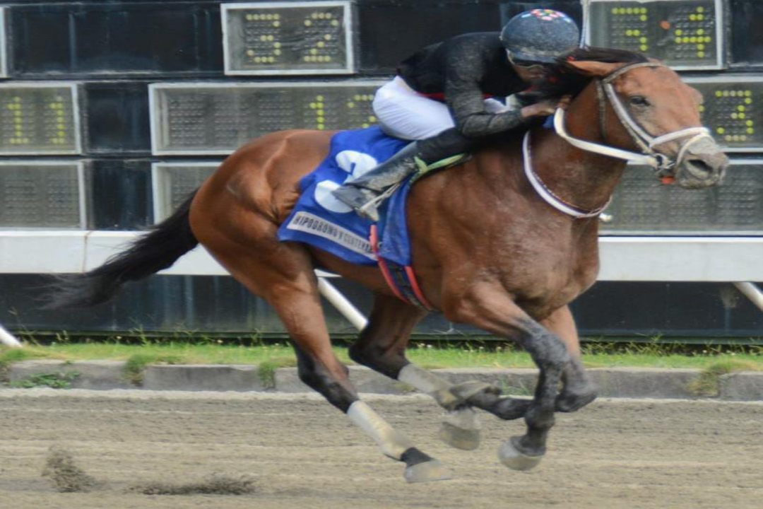 Colosal y Maximus Power encabezan favoritos en el Quinto - Hipódromo V ...
